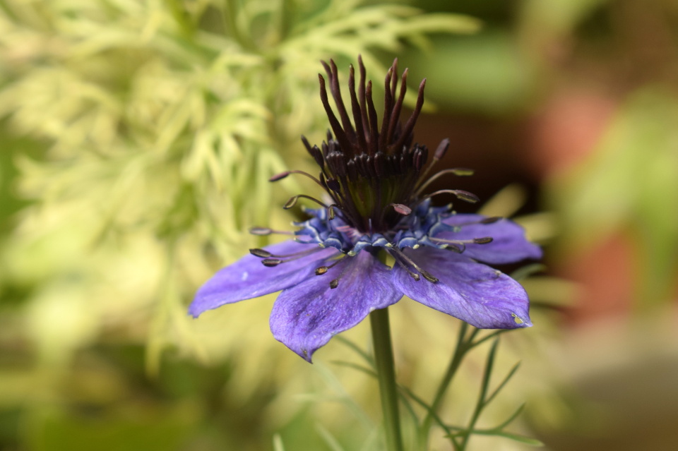 Delft blue | rat | Blipfoto