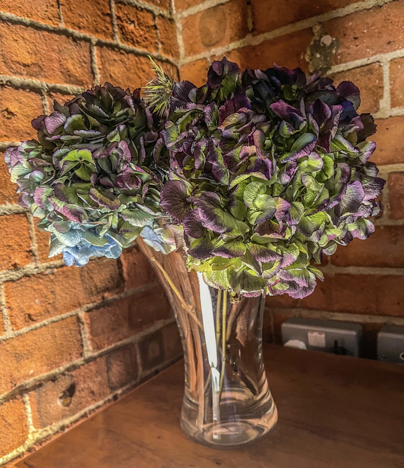 Hydrangea And Good And Bad News Chrispybox Blipfoto hydrangea-and-good-and-bad-news-chrispybox-blipfoto