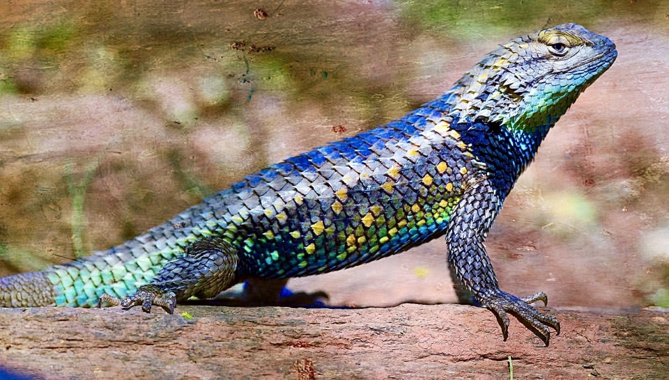 Desert Spiny Lizard | laurie54 | Blipfoto