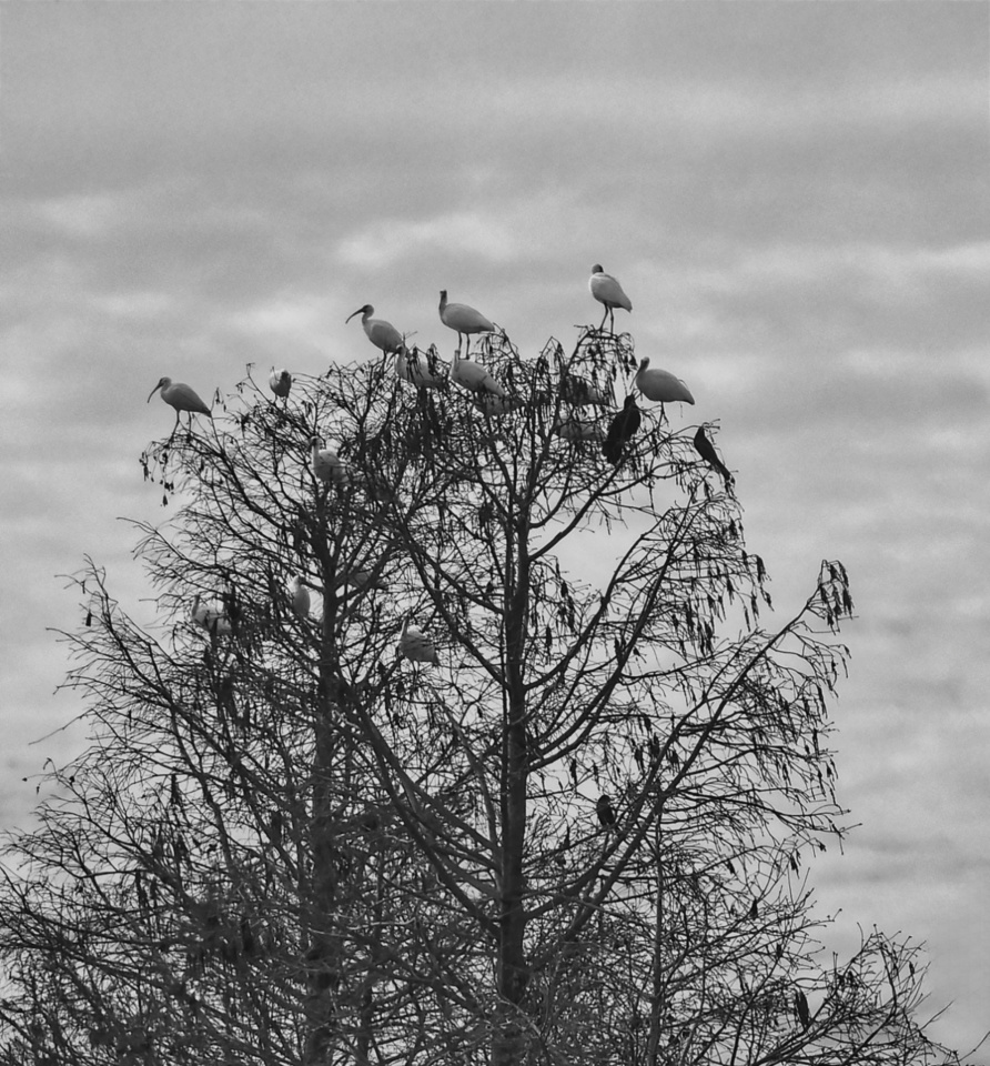 Drive By Birds Up High - Day 23 | bugsman | Blipfoto