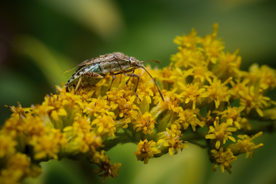 Banded Rhopalid | Sheol | Blipfoto