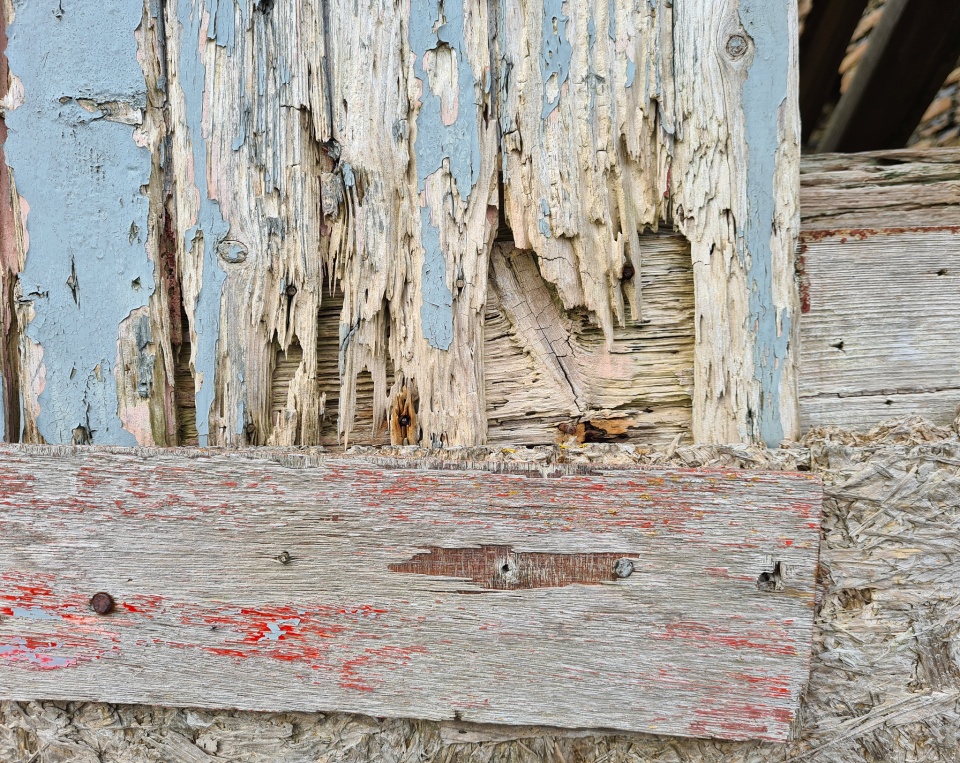 ROTTING | EllyJay | Blipfoto