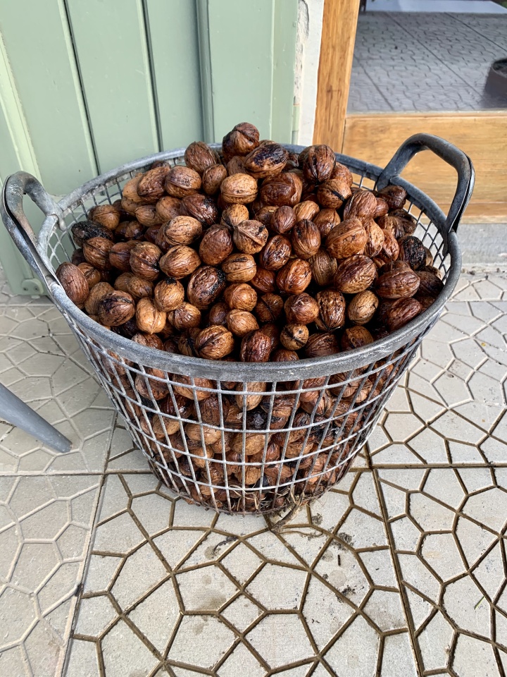 The drupaceous nut | FergInCasentino | Blipfoto