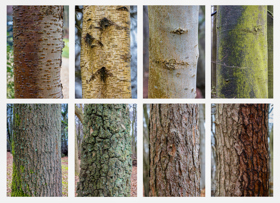 Tree bark | HClaireB | Blipfoto