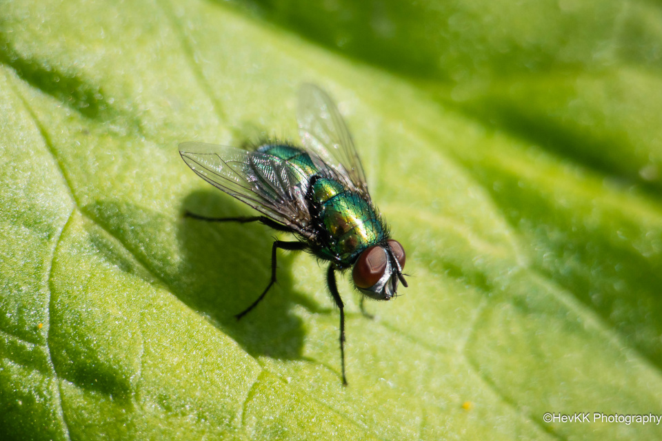 Green Gem In The Garden | Hevkk | Blipfoto