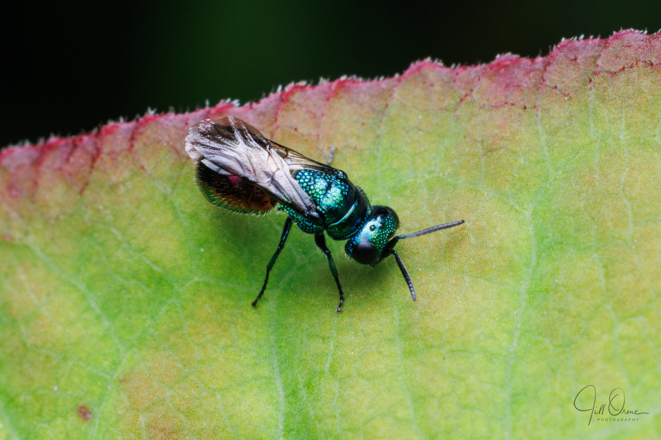 Ruby | JDO | Blipfoto