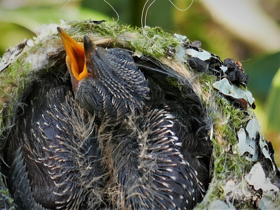 Hummingbird Chick Close-up | RonaldBerry | Blipfoto