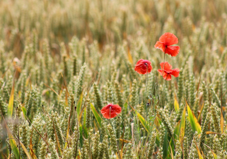 Poppy Love | theBroon | Blipfoto