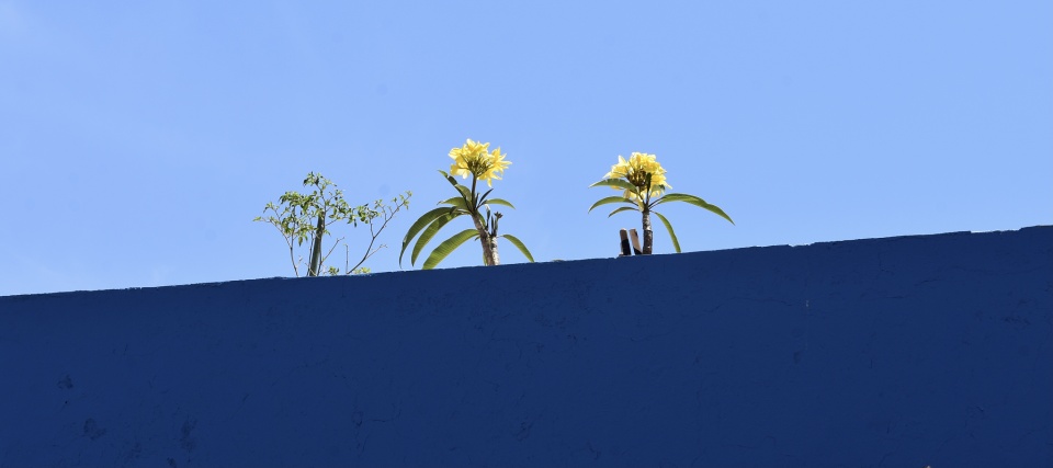 Oaxaca Peep Show | pixelpixie | Blipfoto