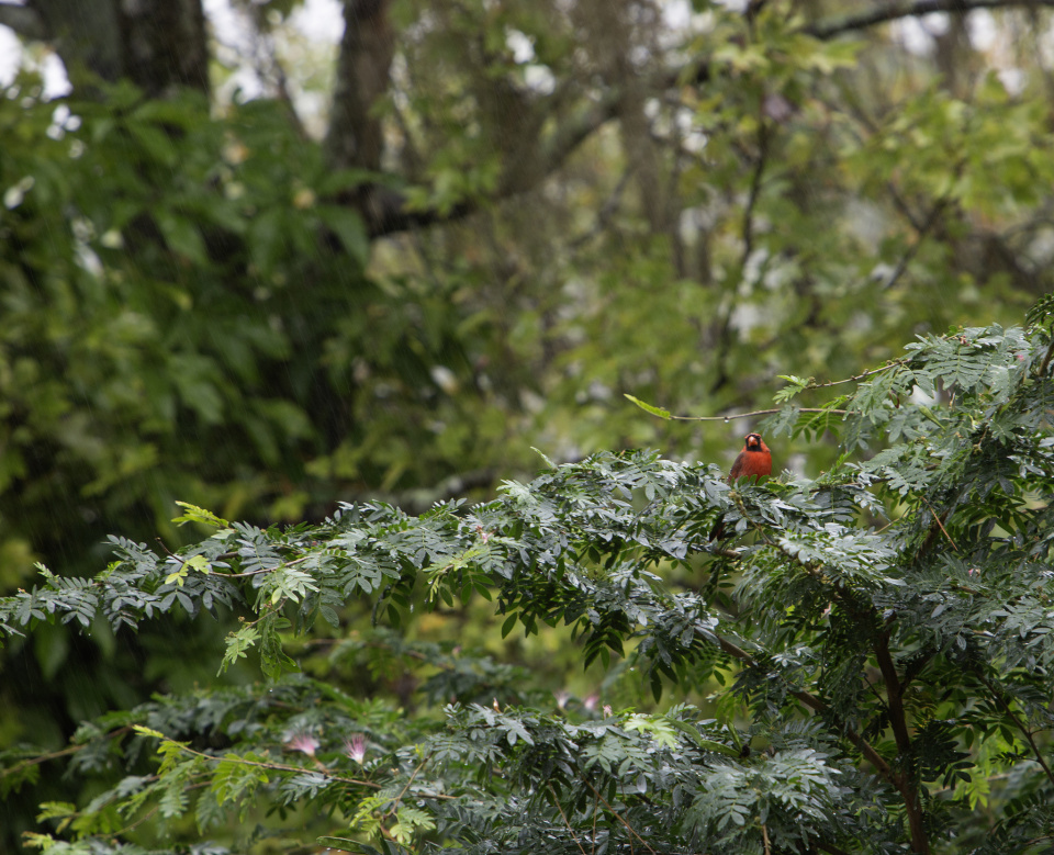Bright Red | bugsman | Blipfoto