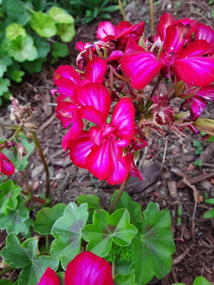 Fancy geraniums | valentina64 | Blipfoto