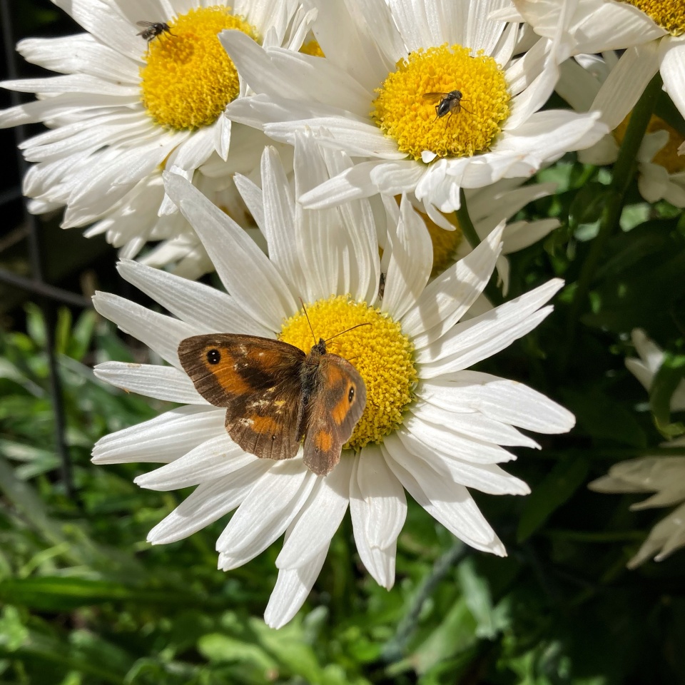 Gatekeeper Butterfly | RadioGirl | Blipfoto