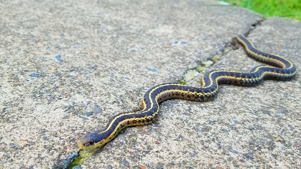 Garter Snake Road Hazard | RonaldBerry | Blipfoto