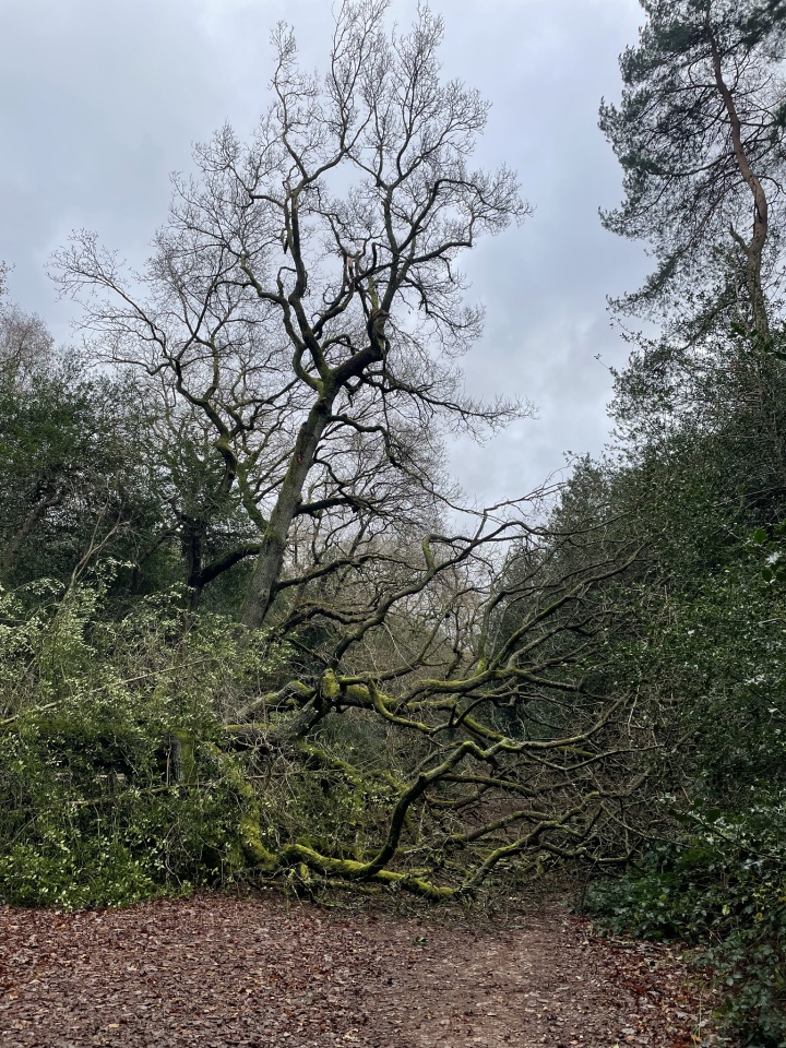 Fallen | DebR | Blipfoto