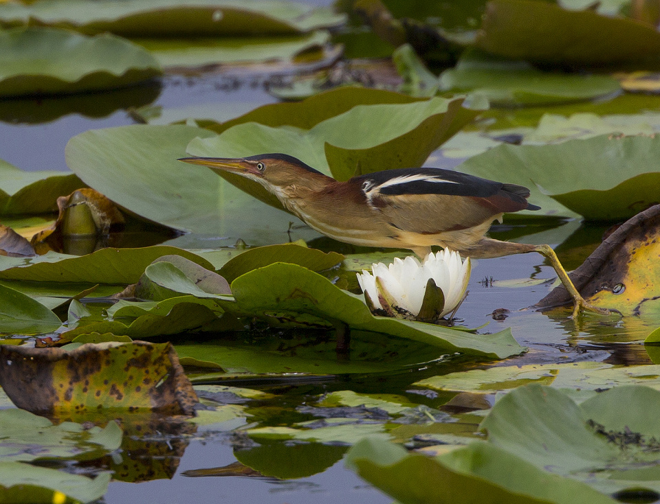 Lesser Bittern | Hillyblips | Blipfoto