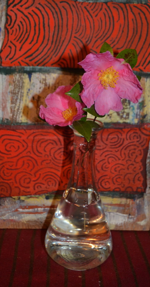 Beautiful full bloomed sazanka camellia. | burit | Blipfoto
