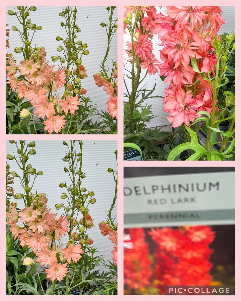 DELPHINIUMS RED LARK ! | Gallopinggran | Blipfoto