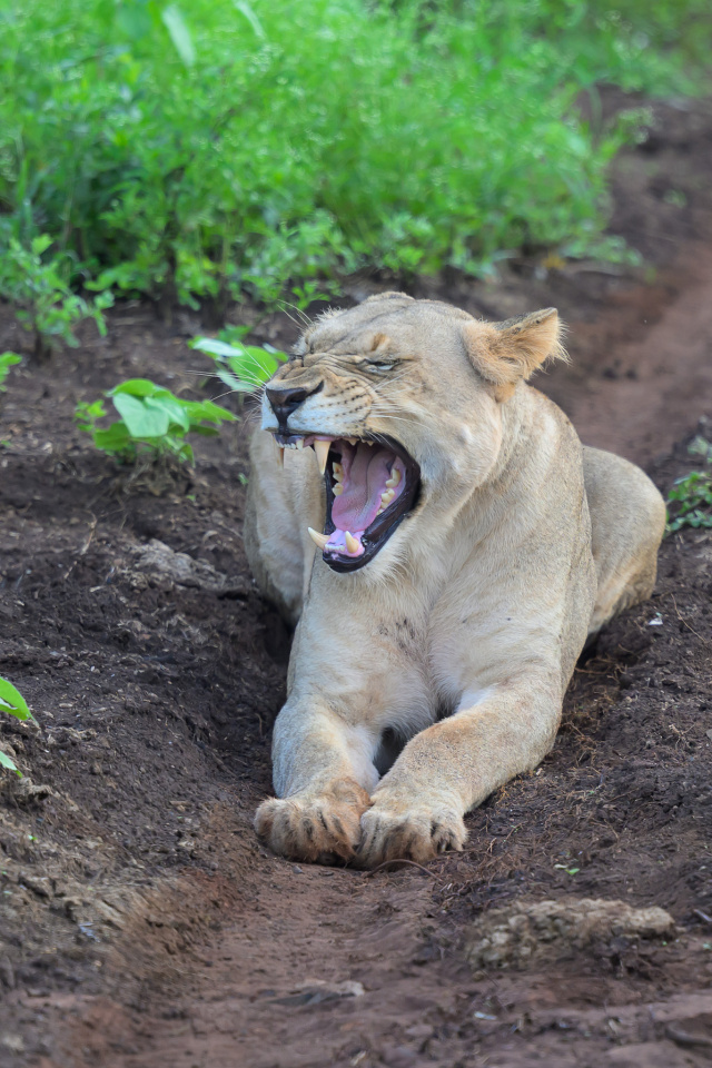 The Lion Roared | dbifulco | Blipfoto