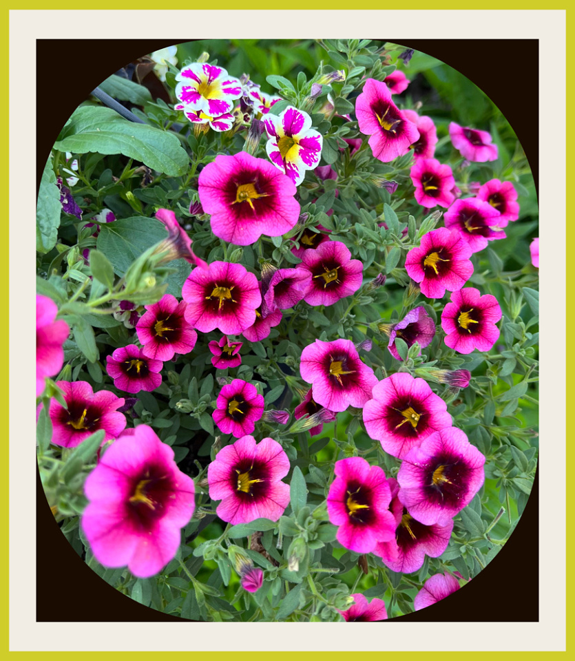 Tiny Petunias - aka Calibrachoa | Grammy | Blipfoto