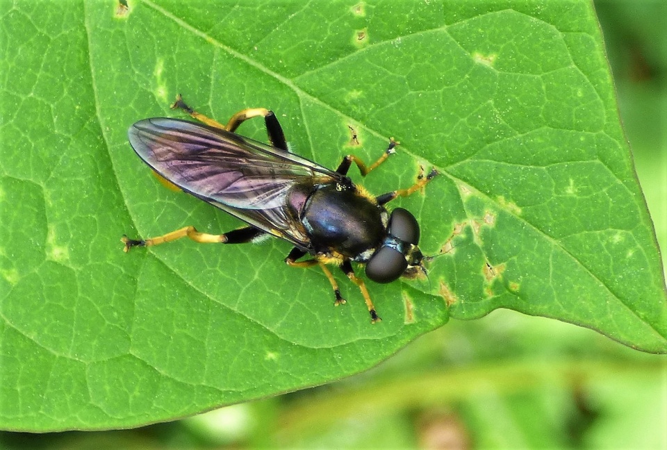 Yellow Legged Fly | monkey | Blipfoto