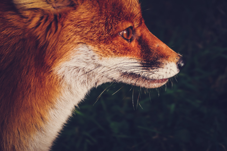 Her Foxiness | freespiral | Blipfoto