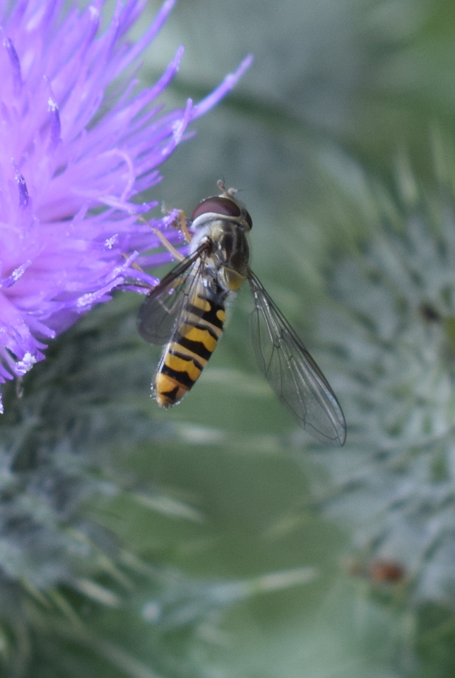 Hoverfly | rat | Blipfoto