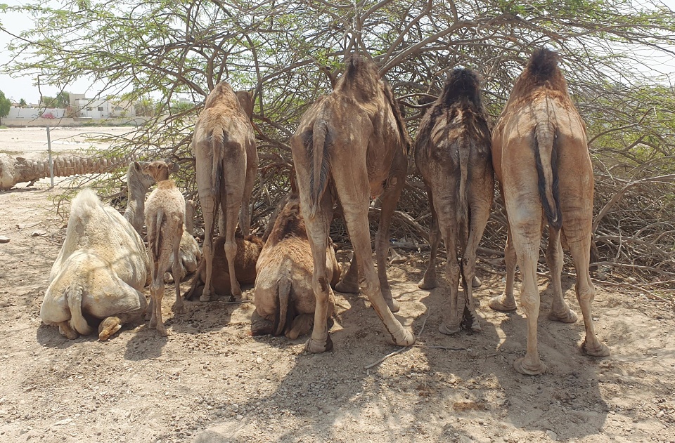 Camel bums | DesertCamel | Blipfoto