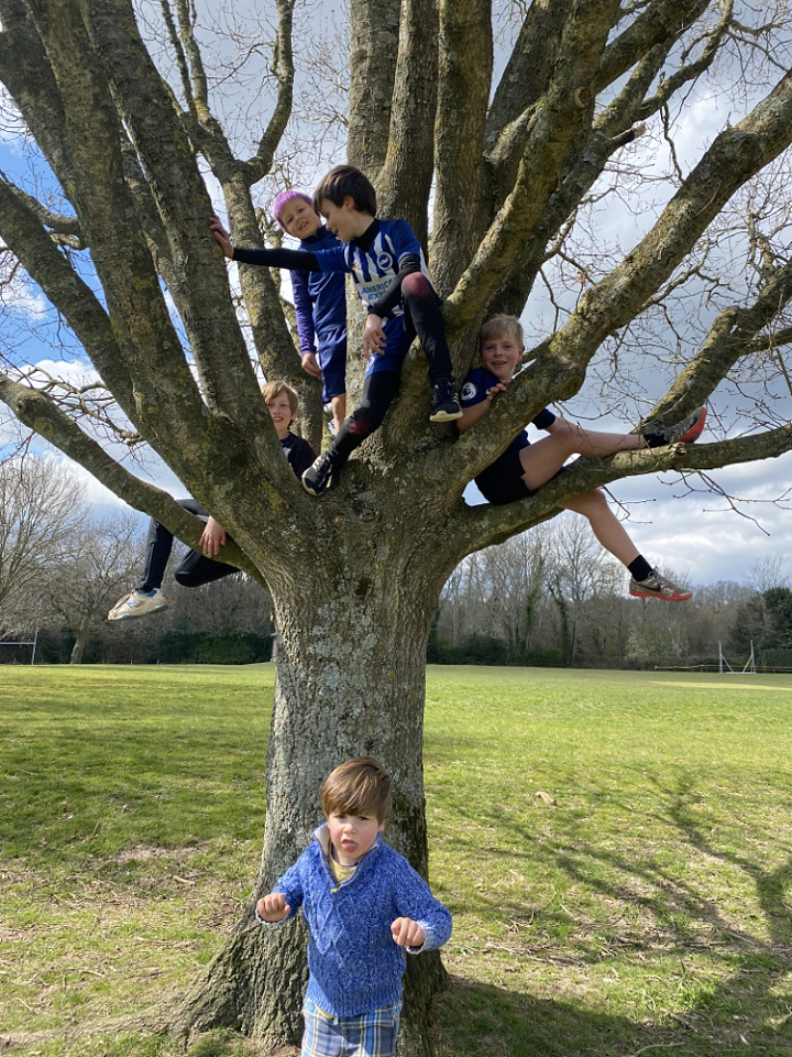 Monkey tree | bivbov | Blipfoto