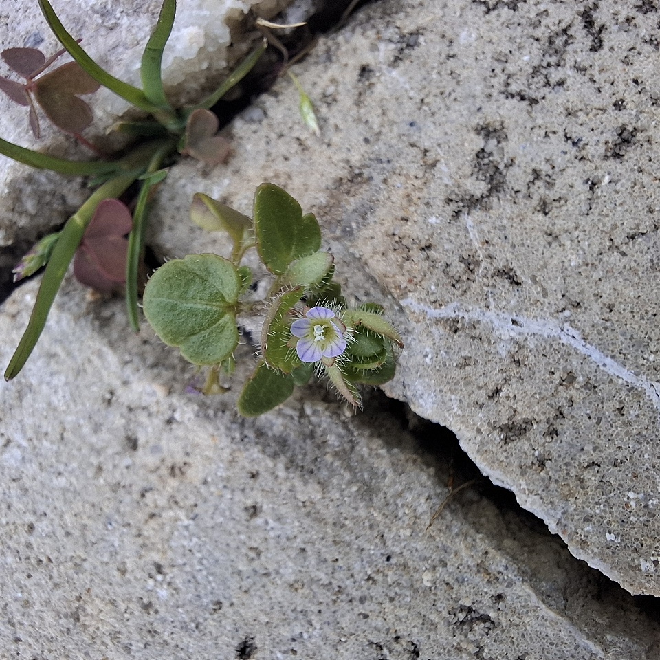 Ivy-Leaved Speedwell | TKM | Blipfoto