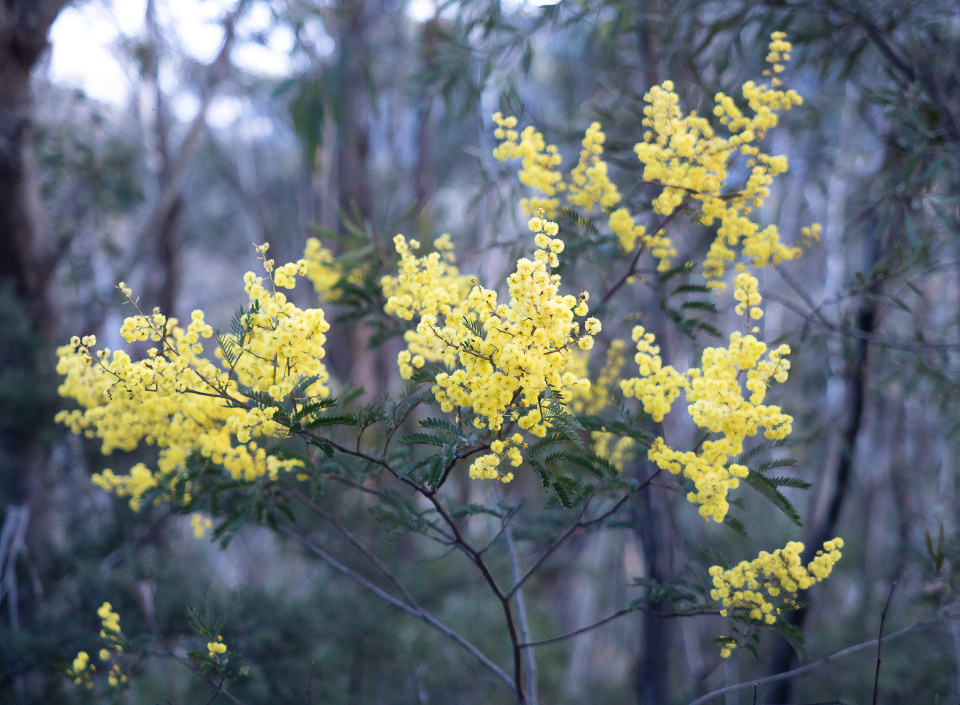 Our National Flower | isbi | Blipfoto
