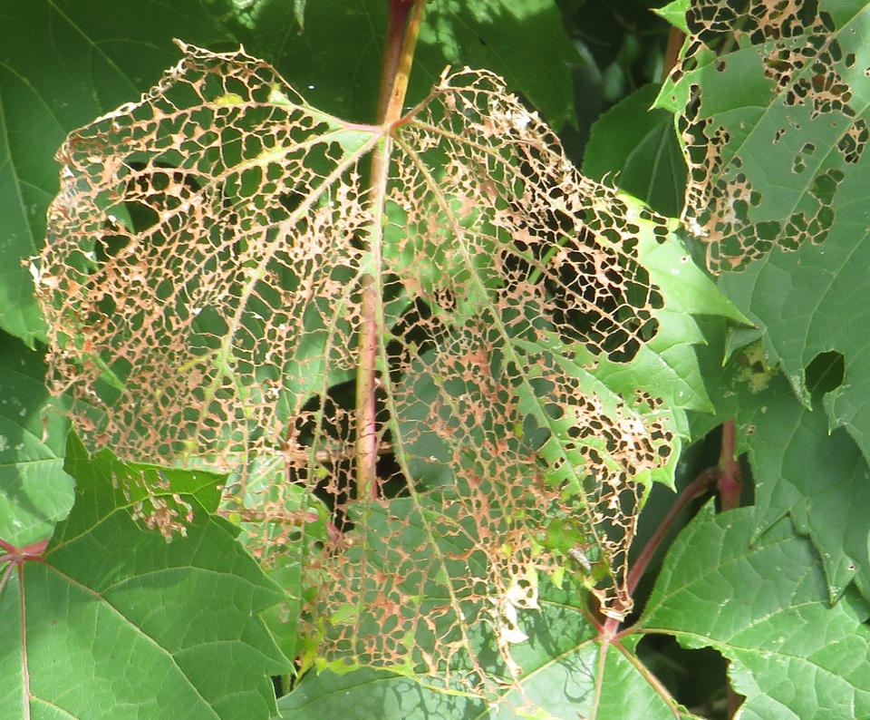 See through leaf | lindee | Blipfoto