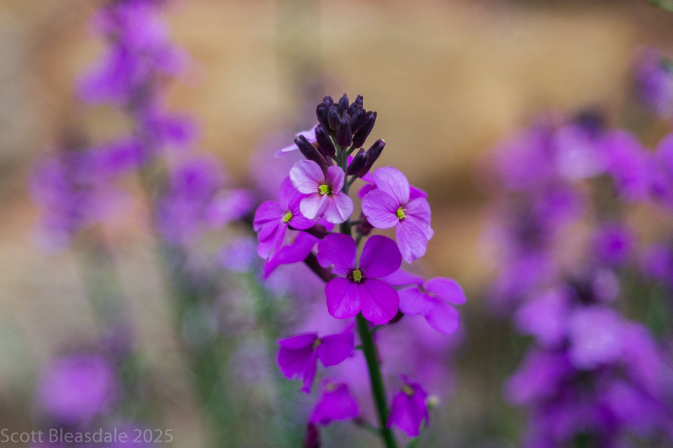 Purple Rain | ScottElbee | Blipfoto