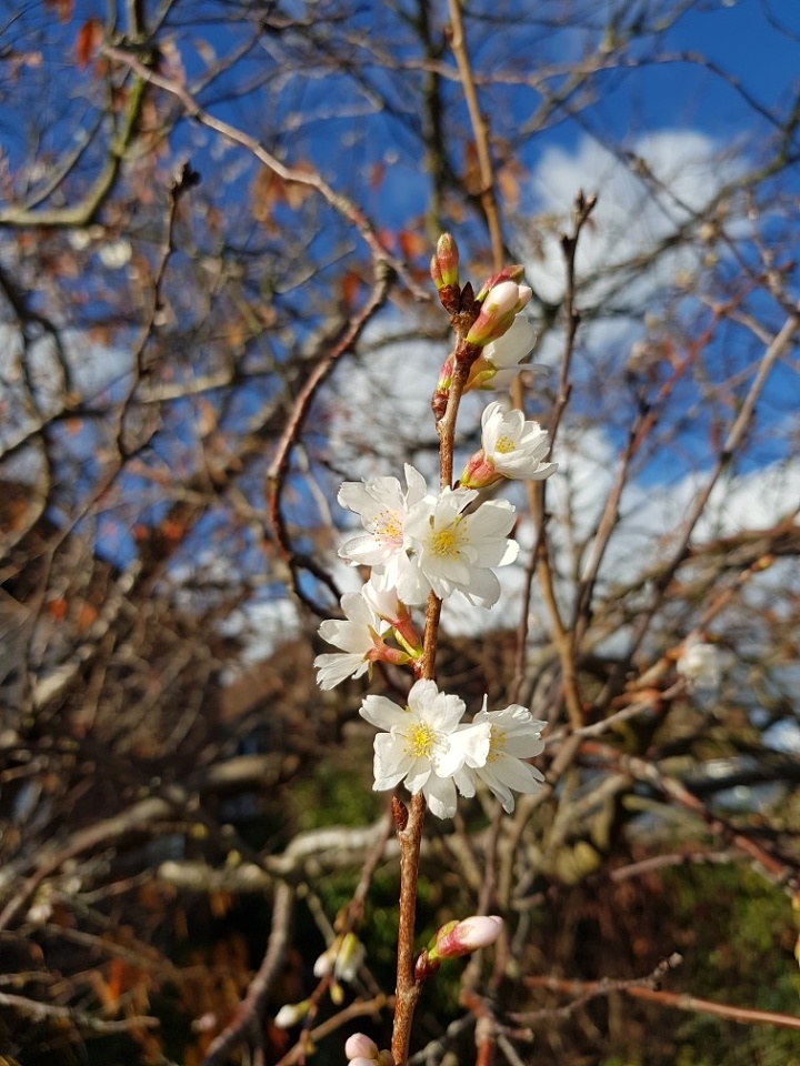 Winter Flowering Cherry | vince193 | Blipfoto