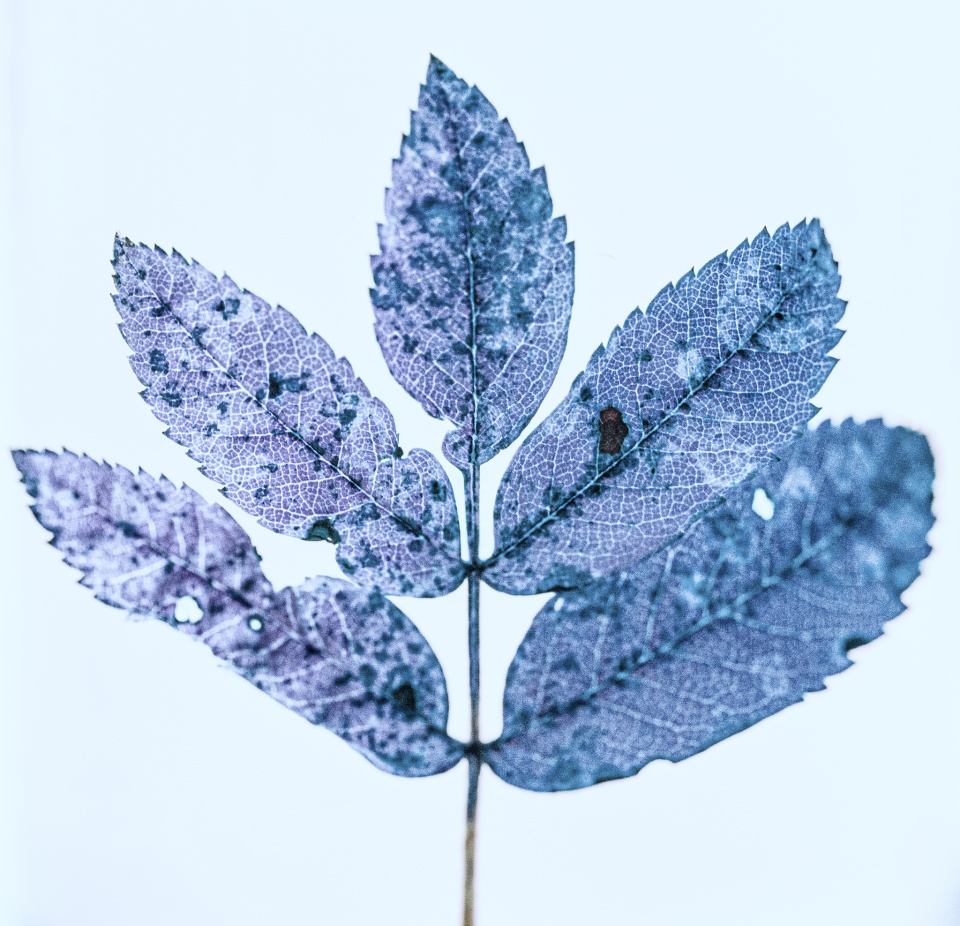 Blue skeleton... | Damnonii | Blipfoto