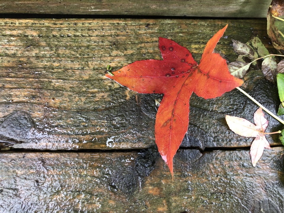 Liquid Amber leaf. | biddy | Blipfoto