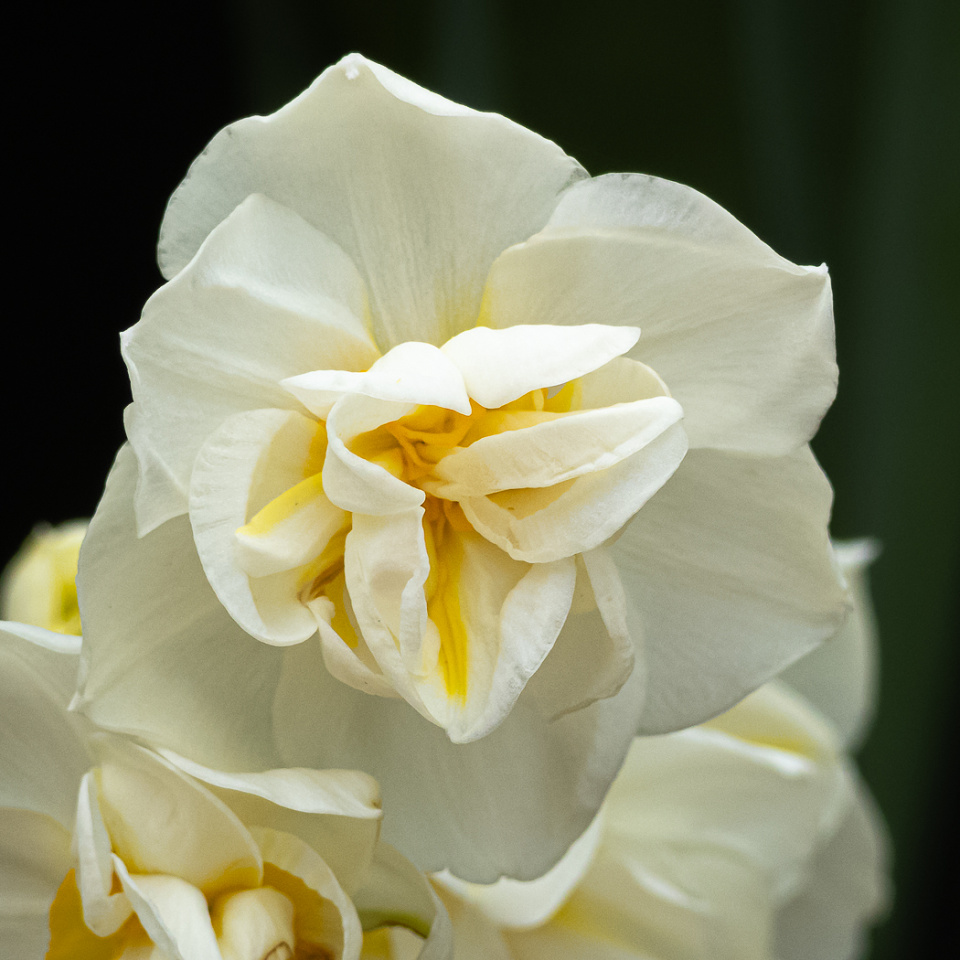 Spring Flowers | Bom | Blipfoto