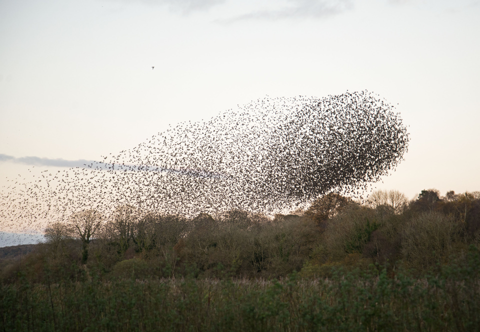 Murmuration | gladders | Blipfoto