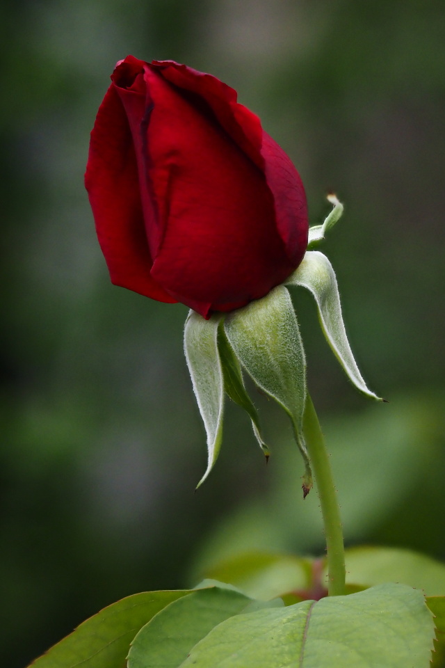 A red, red rose | AnnieBelle | Blipfoto