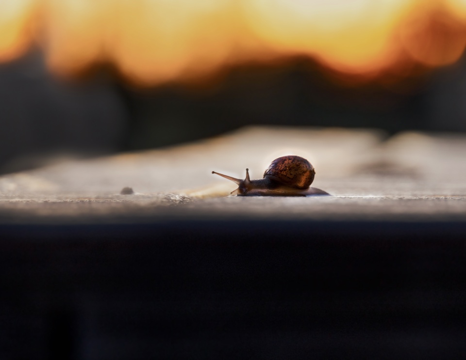Snail waking up | hettykat | Blipfoto
