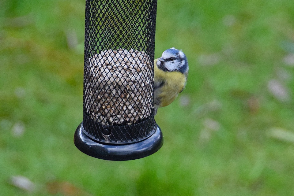 Bad Feather Day? | TimM | Blipfoto