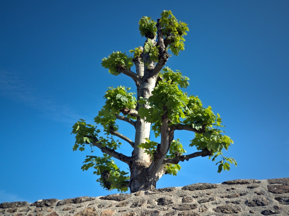 Pollard 4 (2024) | ajt | Blipfoto