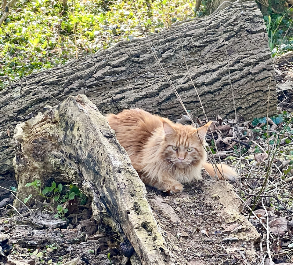 Rufus | Romay | Blipfoto