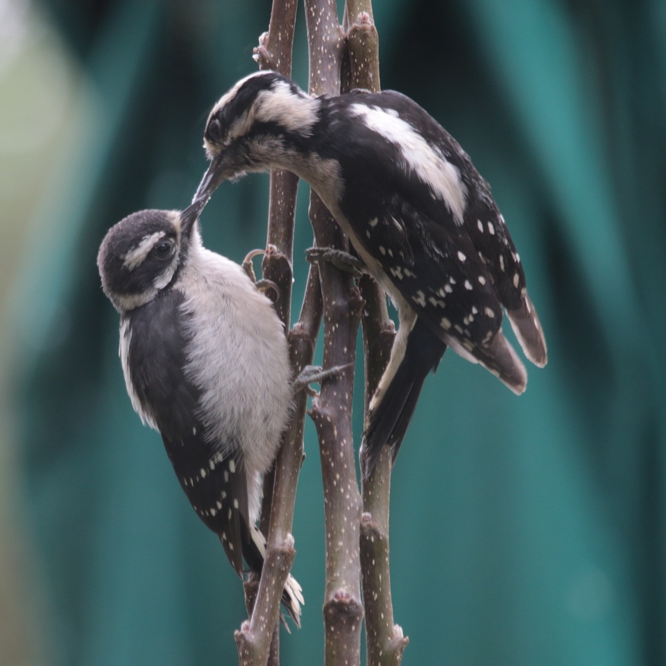 Mom & Baby Downy Woodpecker | loisbiz | Blipfoto