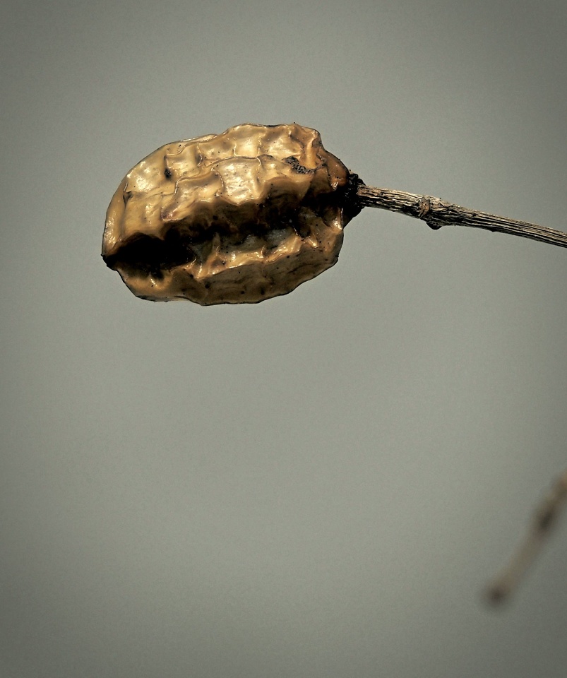 Shrivelled fruit... | AnnieBelle | Blipfoto