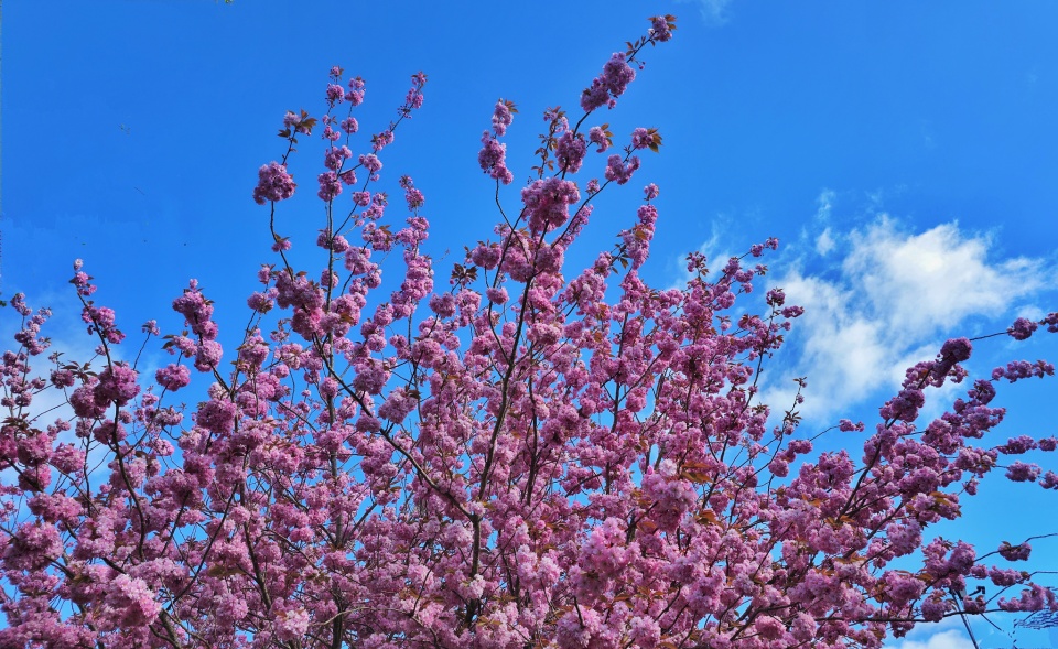 Blue sky and Cherry blossom! | trevorearthy | Blipfoto
