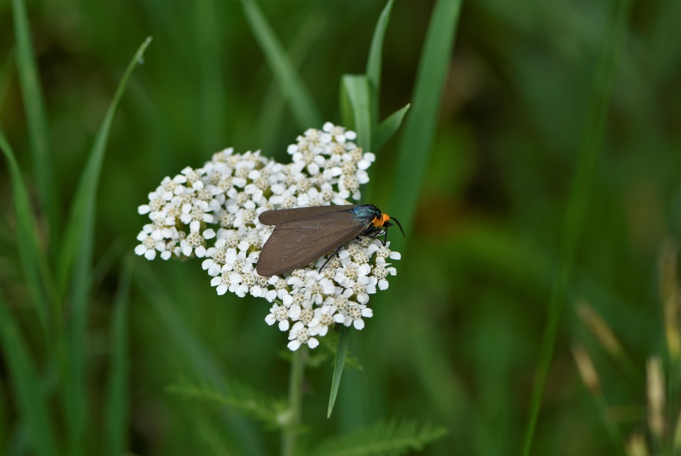 Virginia Ctenucha Moth... | dfb24 | Blipfoto