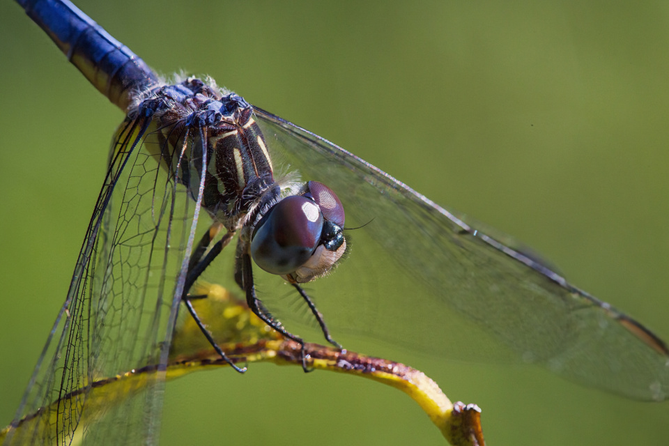 LoveThose Dragonflys | bugsman | Blipfoto