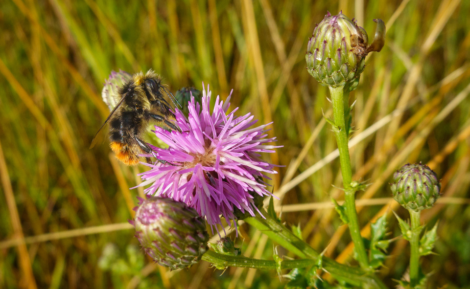 Bee And Knapweed | madwill | Blipfoto