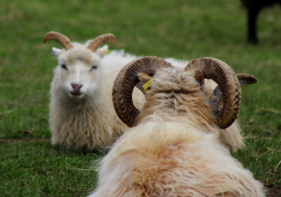 Big Dissie! | theBroon | Blipfoto