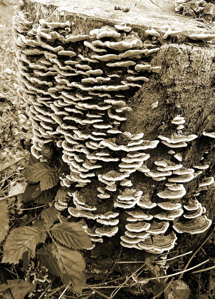 Turkey tails | PicturePoems | Blipfoto